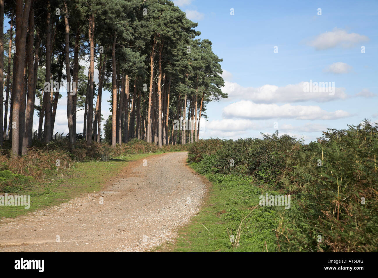 Trees and country lane hi-res stock photography and images - Alamy