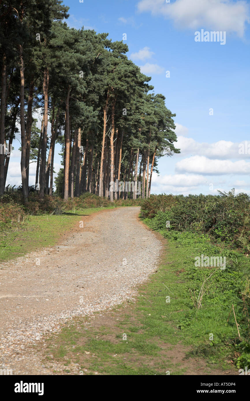 Pine trees, country lane and sky with cumulus clouds Suffolk Sandlings ...