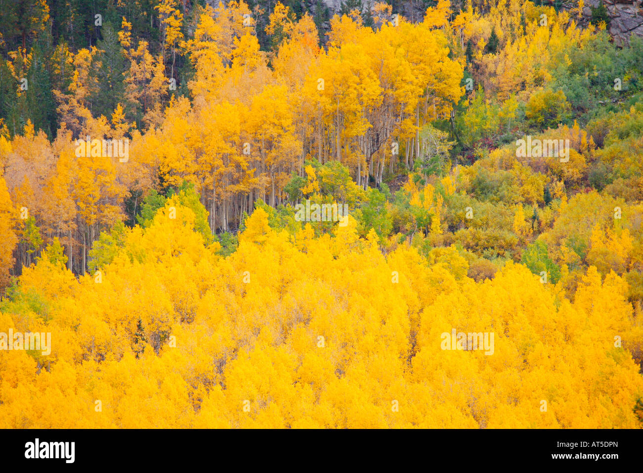 San Isabel National Forest, Colorado Stock Photo - Alamy