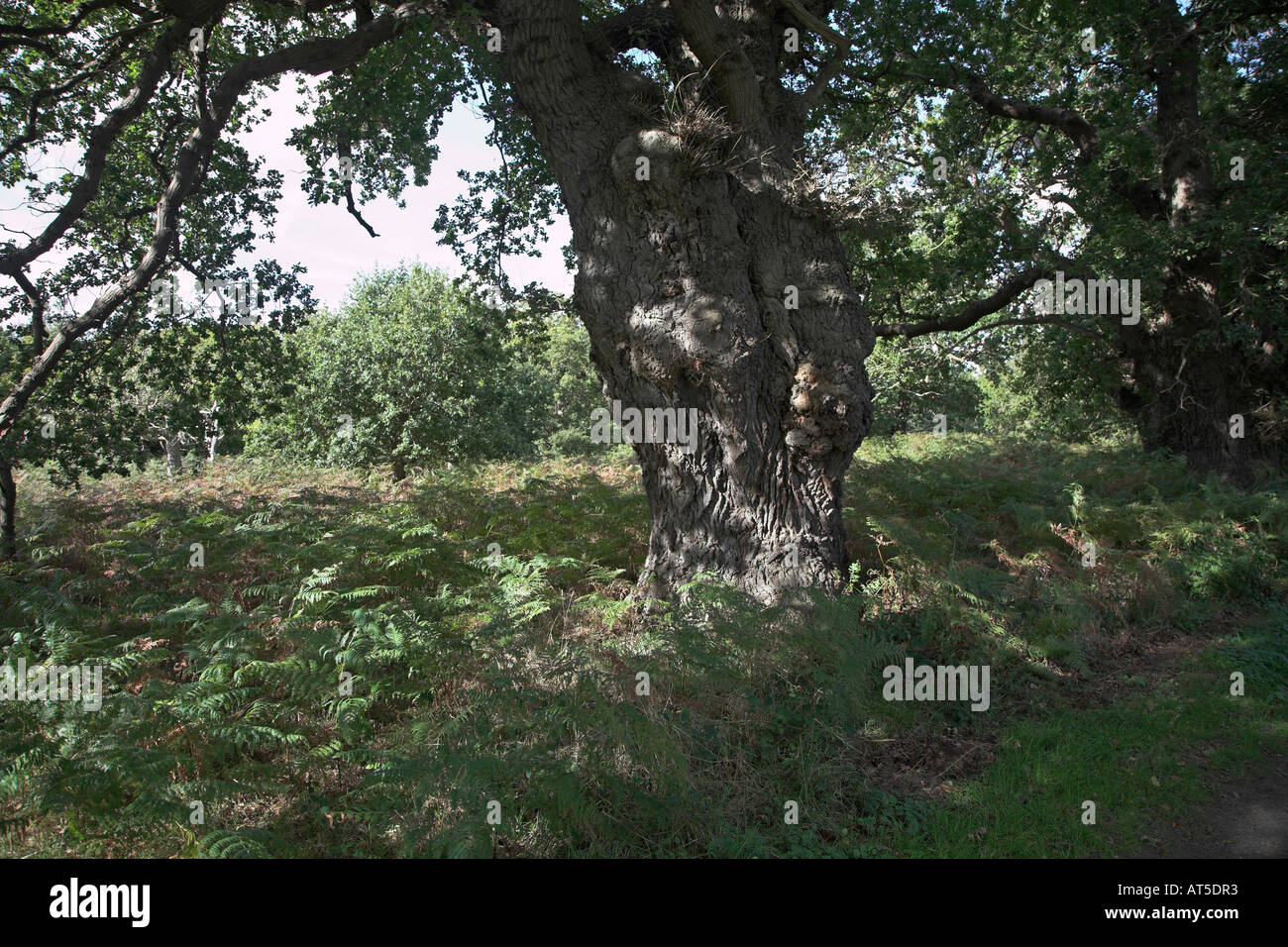 Ancient oak trees Staverton forest, Suffolk, England Stock Photo - Alamy