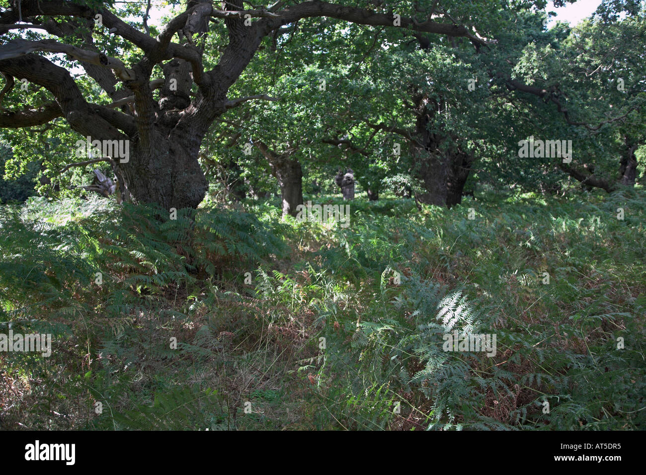 Ancient oak trees Staverton forest, Suffolk, England Stock Photo - Alamy