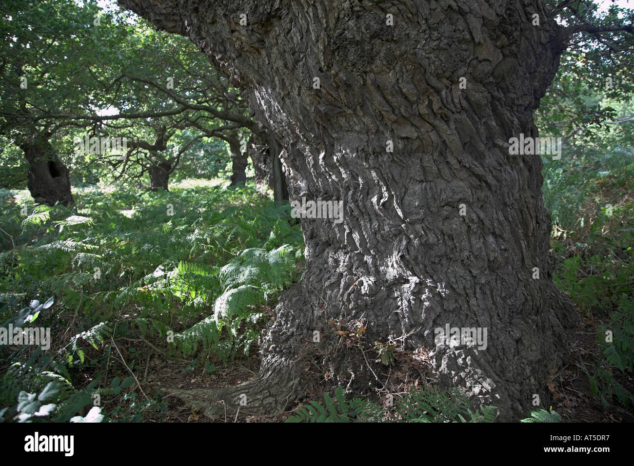 Ancient oak trees Staverton forest, Suffolk, England Stock Photo - Alamy