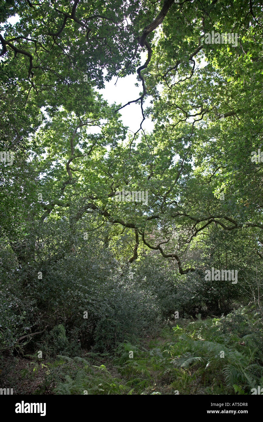 Ancient oak trees Staverton forest, Suffolk, England Stock Photo - Alamy
