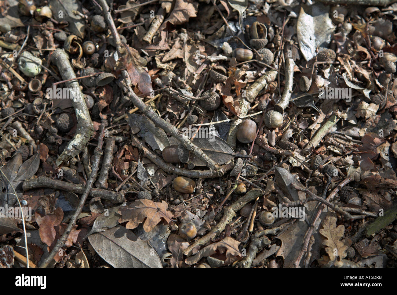 England topsoil decidous forest ecosystem hi-res stock photography and ...