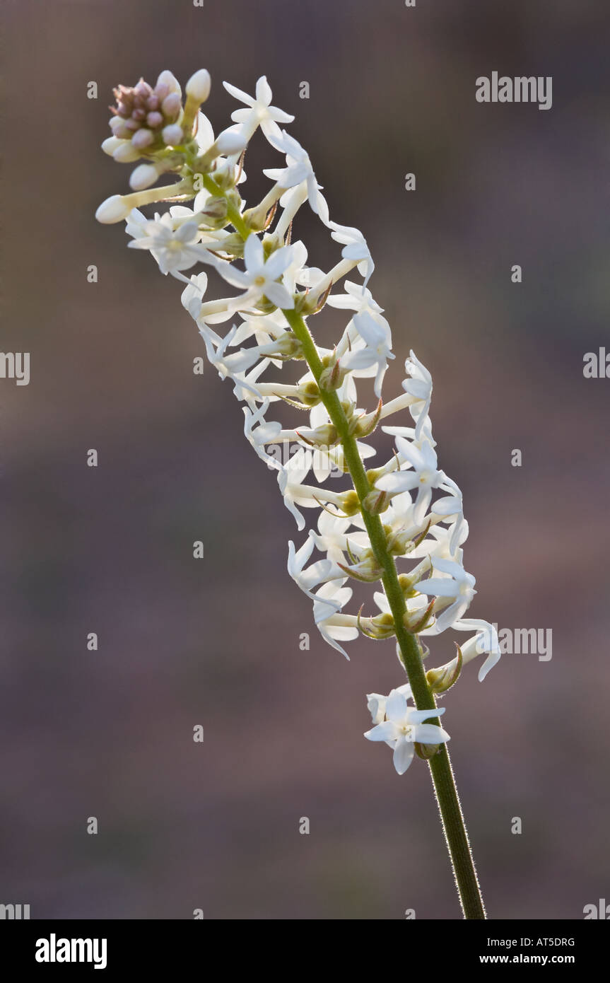 White Candles (Stackhousia monogyna) backlit flowers Dryandra Woodland ...
