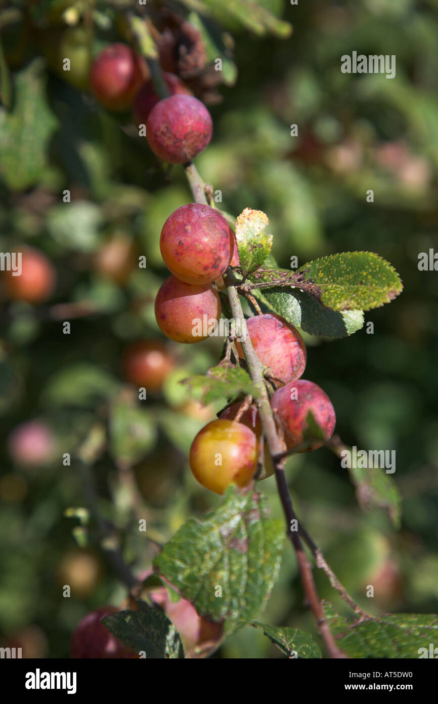 Juicy red and yellow wild plums on a branch with blue sky and leaves ...