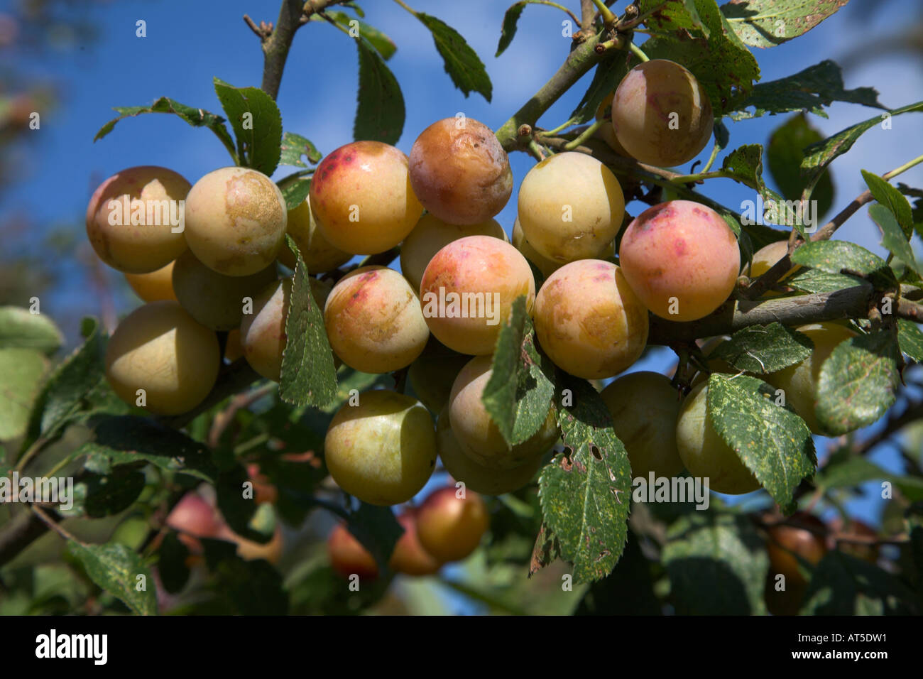 Juicy red and yellow wild plums on a branch with blue sky and leaves ...