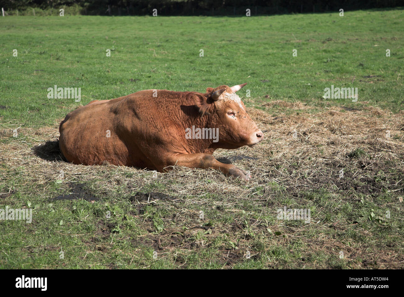 Cow eating hay Stock Photo - Alamy