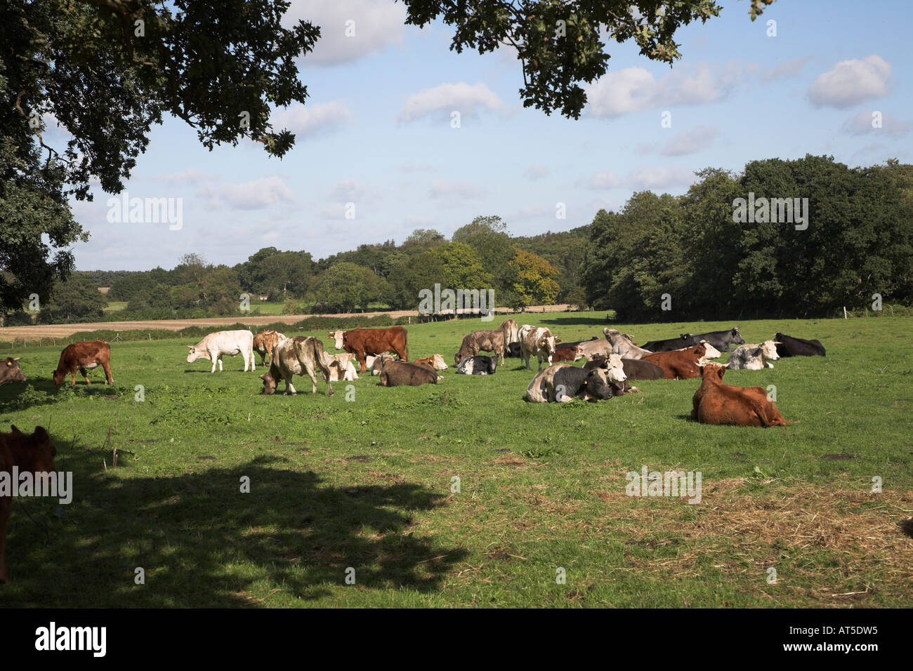 Sitting cows hi-res stock photography and images - Alamy