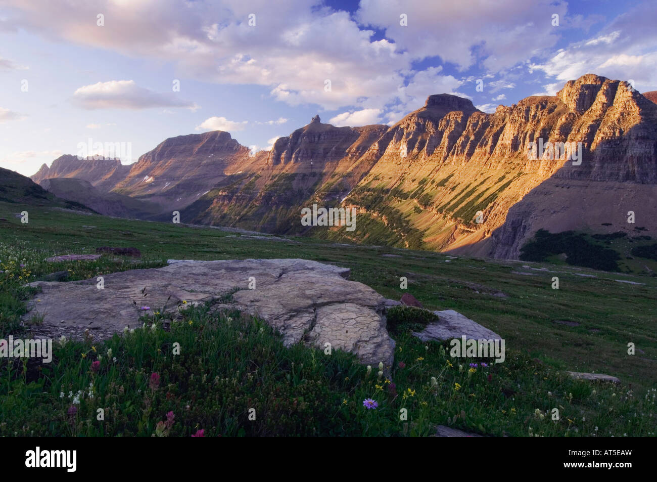 Lewis Range and alpine tundra with wildflowers Glacier National Park ...