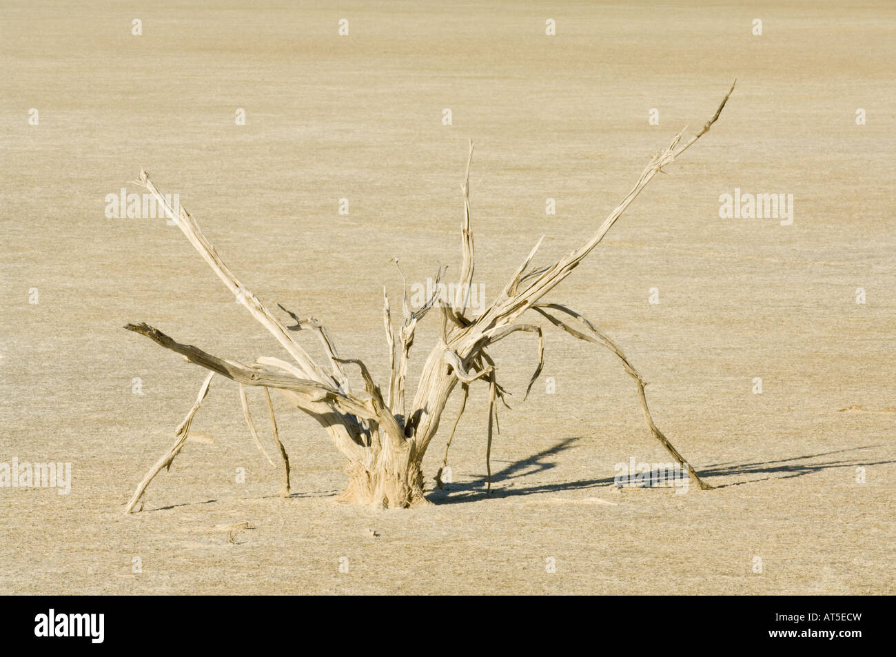Salt tree dry australia hi-res stock photography and images - Alamy