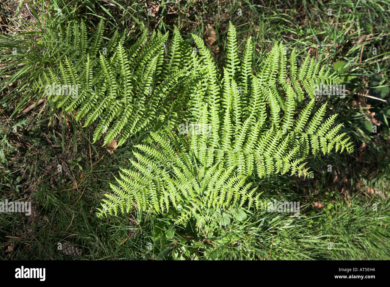 Pteridium aquilinum bracken fern leaf fronds growing in low light ...