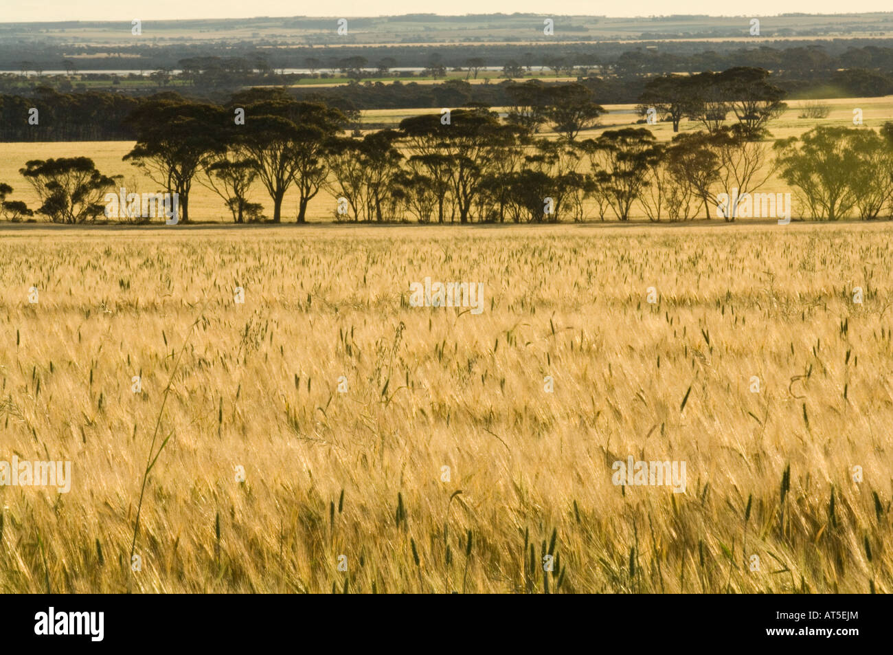 Wheat farm west australia hi-res stock photography and images - Alamy