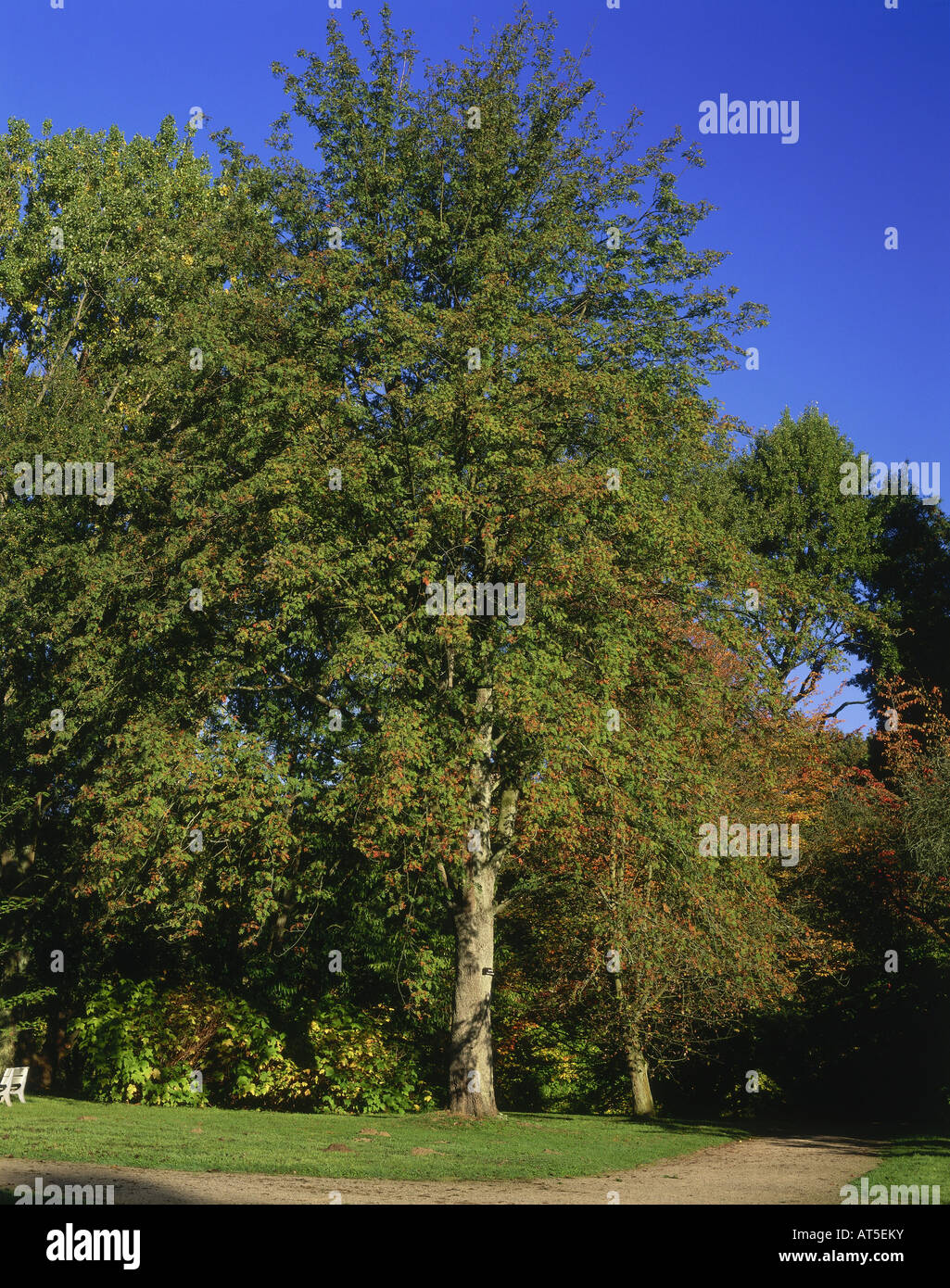 botany, Sorbus, "Service Tree" (Sorbus domestica), tree, Additional ...