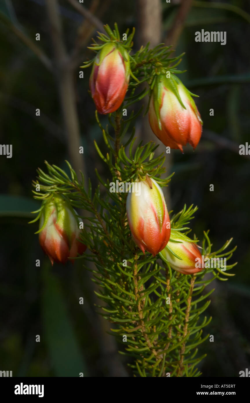 Wittwer's Mountain Bell (Darwinia wittwerorum) rare plant threatened by ...