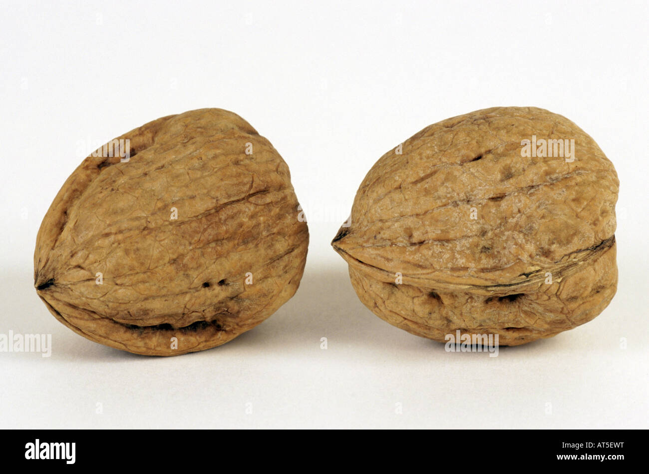 botany, Juglans, "Persian Walnut" (Juglans regia), two walnuts with ...
