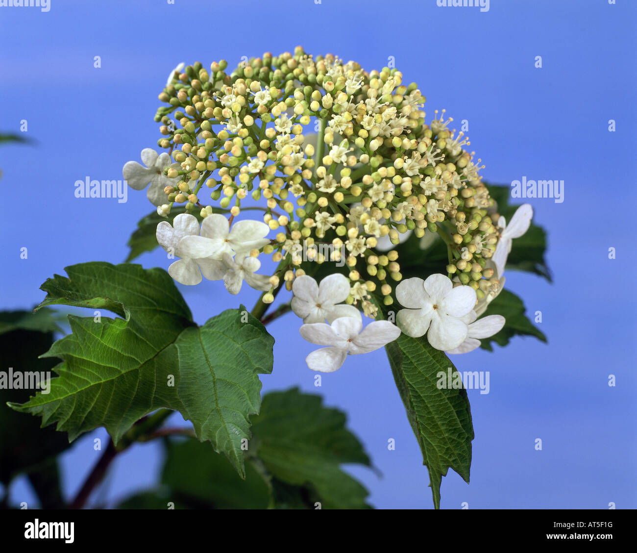botany, Viburnum, Wayfaring Tree, (Viburnum lantana), blossom ...
