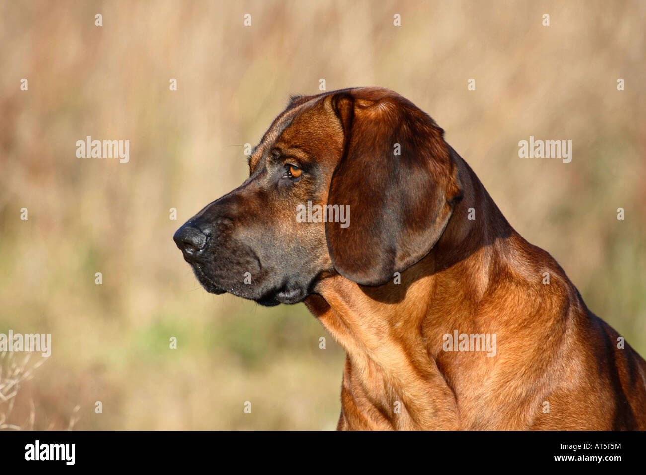 Hanoverian hi-res stock photography and images - Alamy