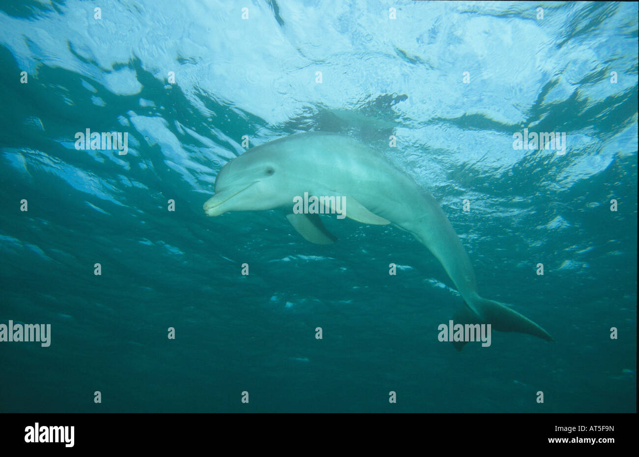 zoology, mammal / mammalian, dolphin (Delphinidae), Grand Bahama ...