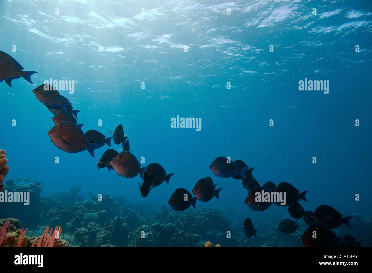 school of caribbean blue tang fish in clear blue sea water near roatan ...