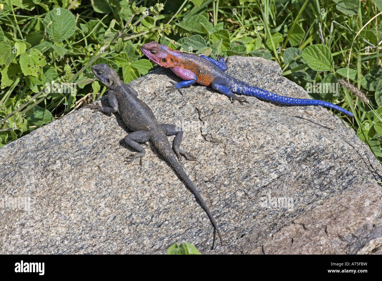 zoology / animals, reptiles, Agamids, Red-headed Rock Agama (Agama ...