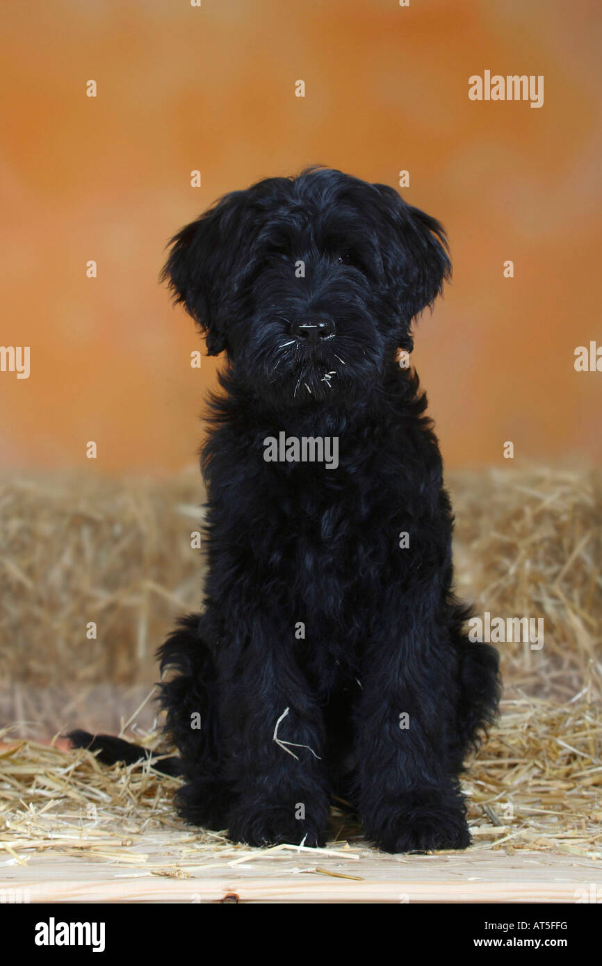 Briard puppy 14 weeks Berger de Brie Stock Photo - Alamy