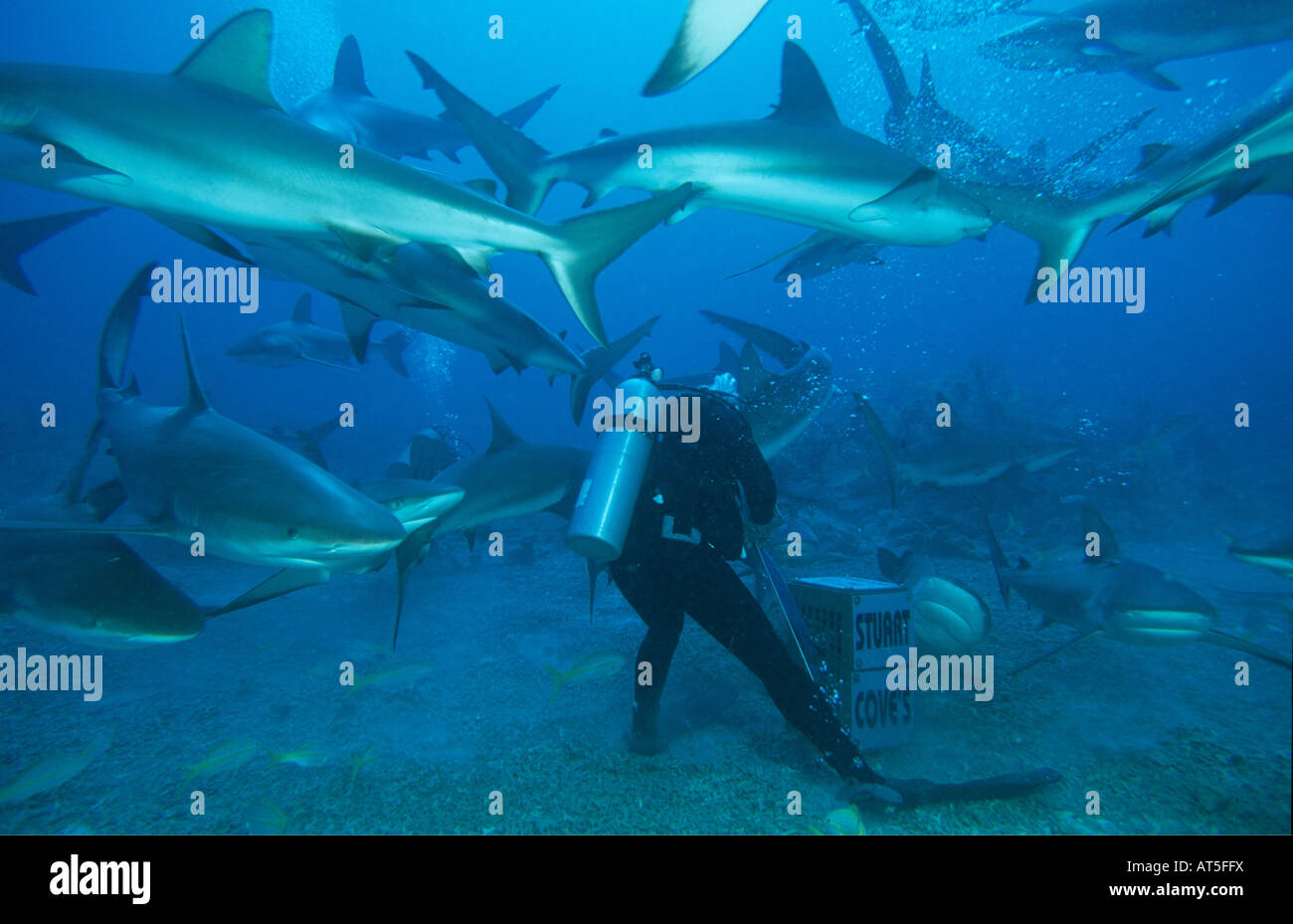 zoology, fish, shark, Bahamas, diver with sharks, Additional-Rights ...