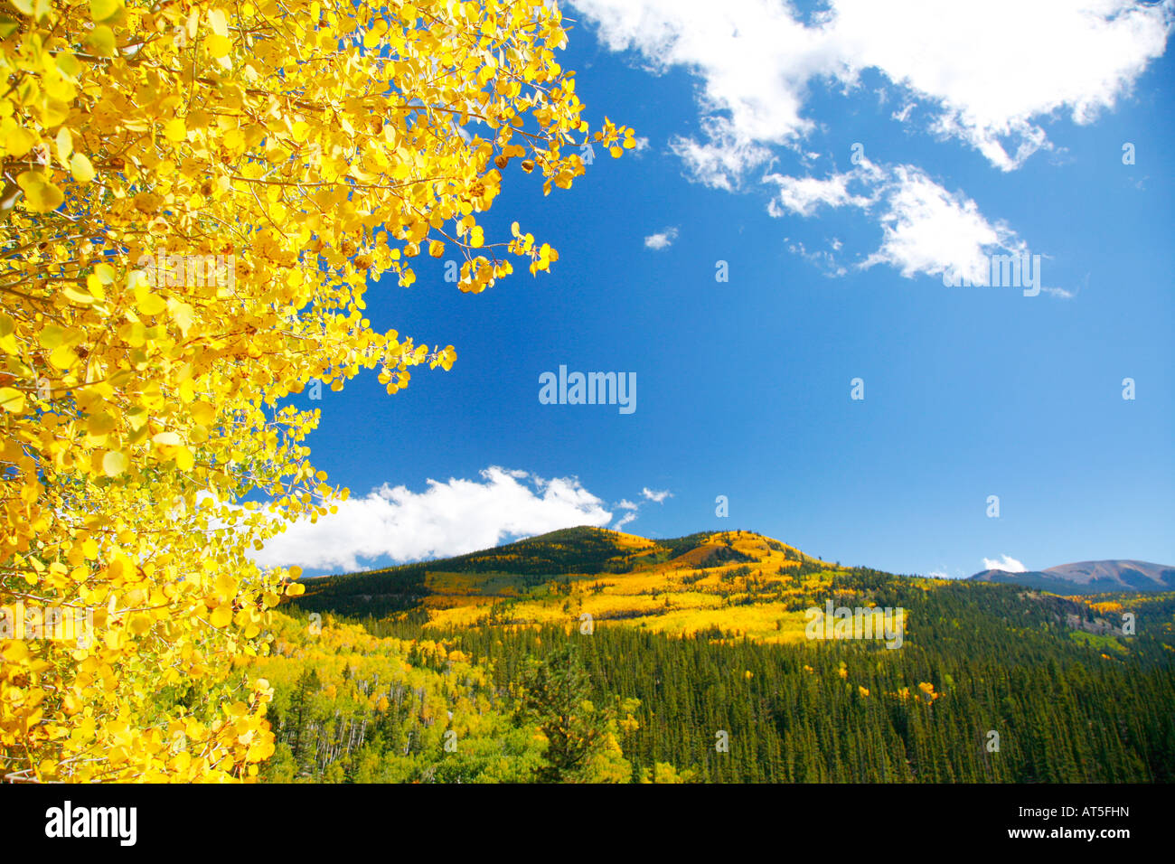 Aspen trees in autumn above Lake City, Colorado Stock Photo - Alamy