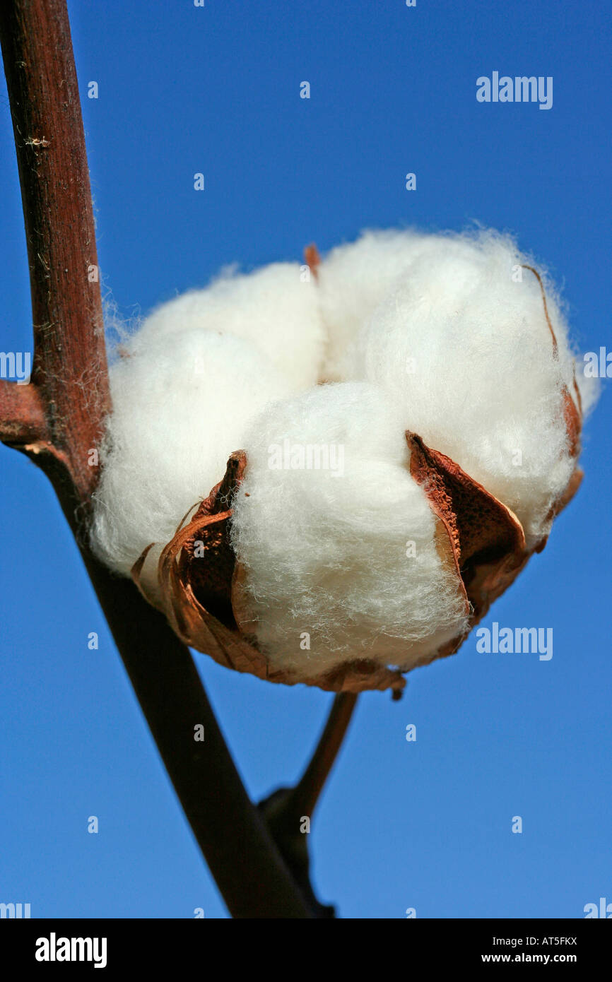 Cotton Gossypium sp Stock Photo - Alamy