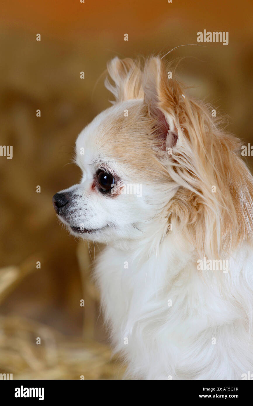 Chihuahua longhaired 8 years old side profile Stock Photo - Alamy