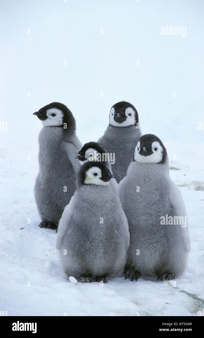 Emperor Penguin Cubs High Resolution Stock Photography and Images - Alamy