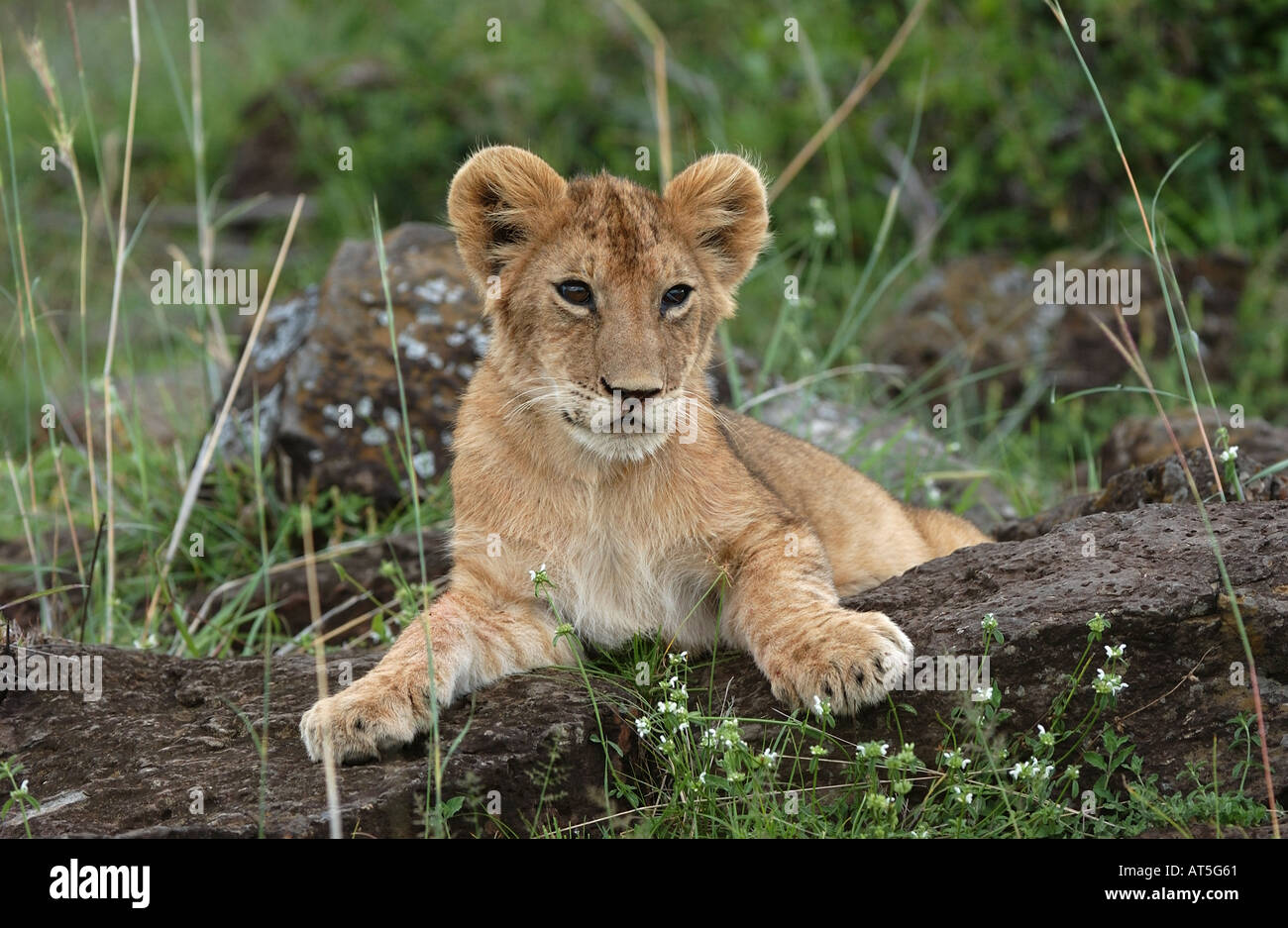 Lion Panthera leo cub sitting on rock Masaii Mara Kenya Stock Photo - Alamy