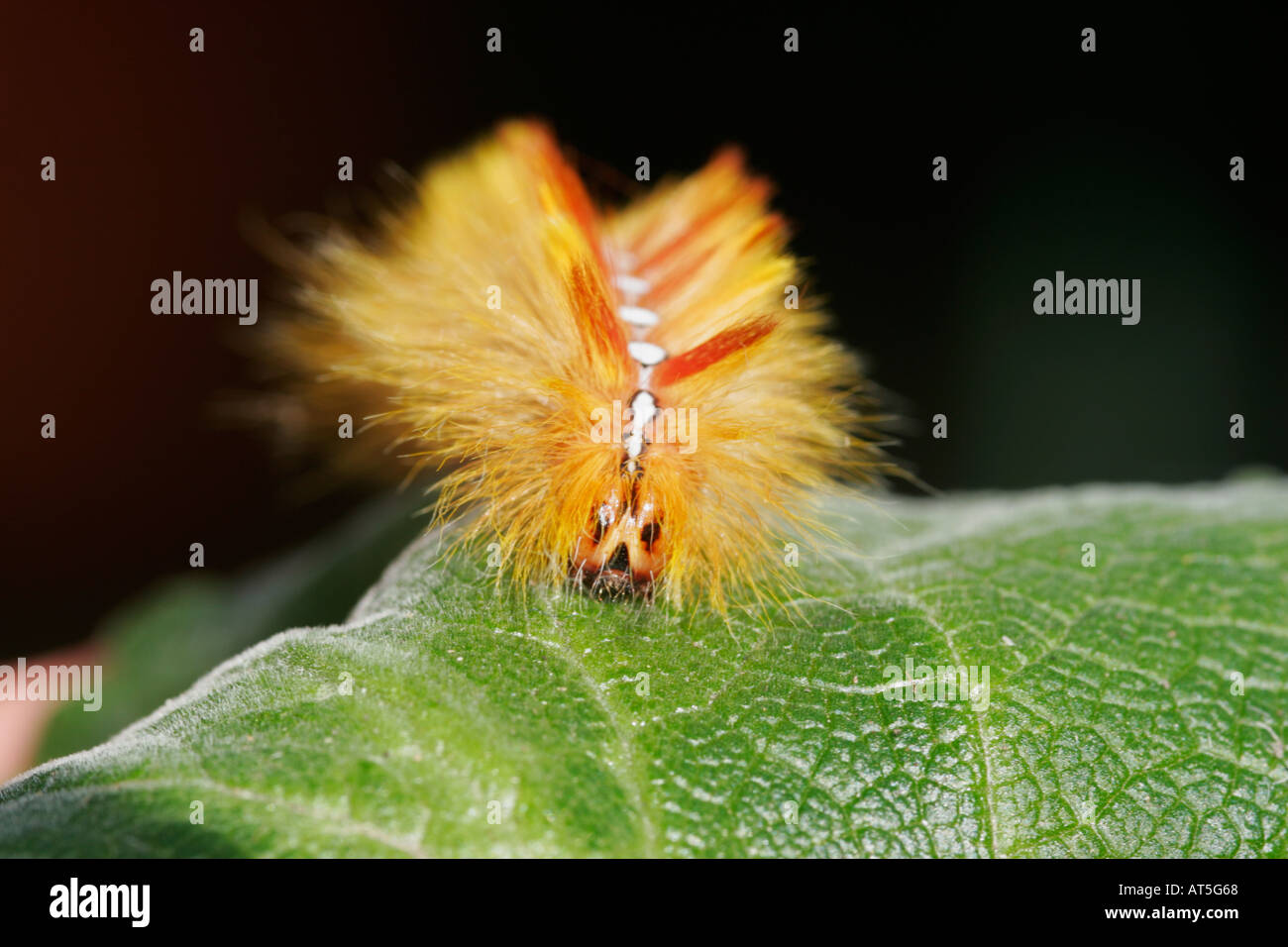 Sycamore Moth Acronicta aceris Noctuidae Caterpillar Yellow Hairy Stock ...