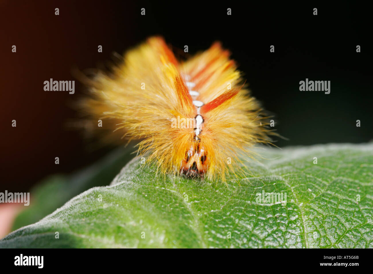 Sycamore Moth Acronicta aceris Noctuidae Caterpillar Yellow Hairy Stock ...