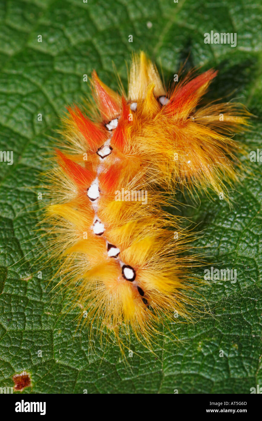 Sycamore Moth Acronicta aceris Noctuidae Caterpillar Yellow Hairy Stock ...