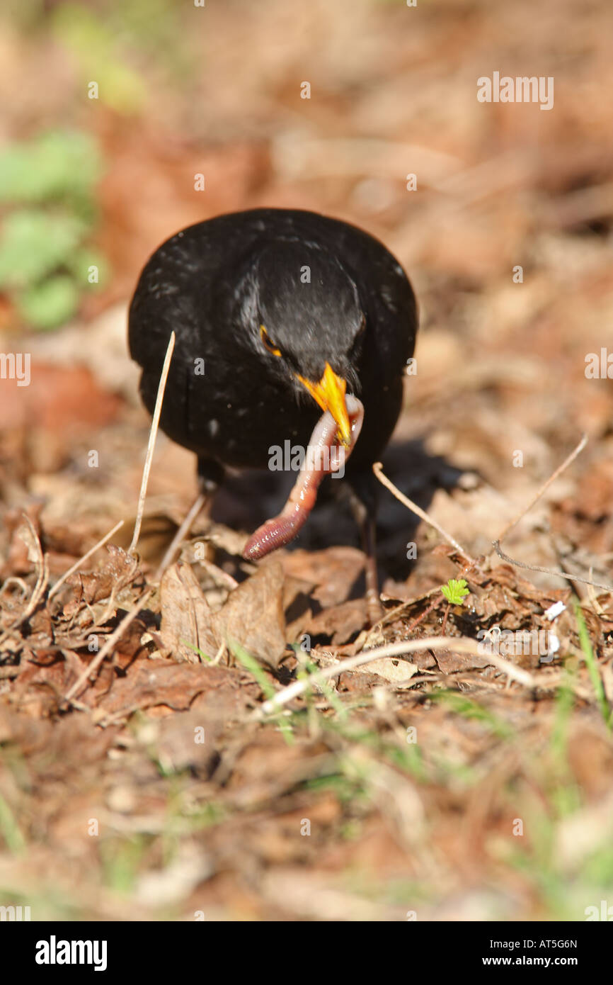 BLACKBIRD TURDUS MERULA MALE CATCHING EARTHWORM FRONT VIEW Stock Photo ...