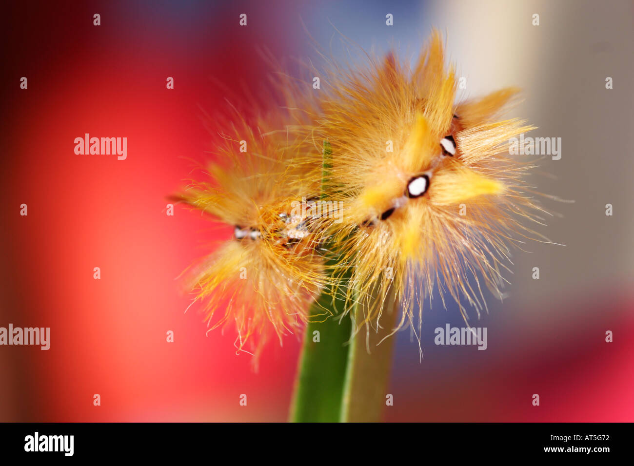 Sycamore Moth Acronicta aceris Noctuidae Caterpillar Yellow Hairy Stock ...