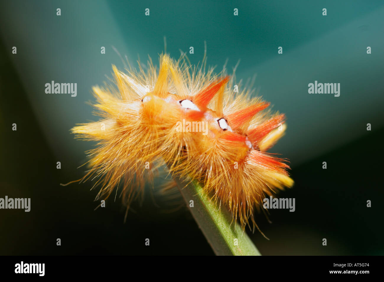 Sycamore Moth Acronicta aceris Noctuidae Caterpillar Yellow Hairy Stock ...