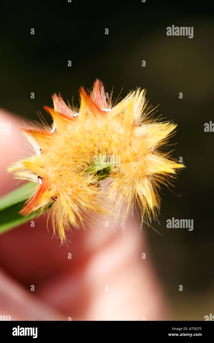Sycamore Moth Acronicta aceris Noctuidae Caterpillar Yellow Hairy Stock ...
