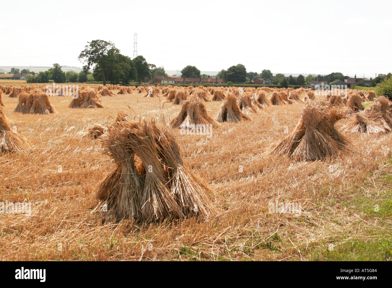 Wiltshire UK England Harvest old fashioned Stocks stooks stouks or ...