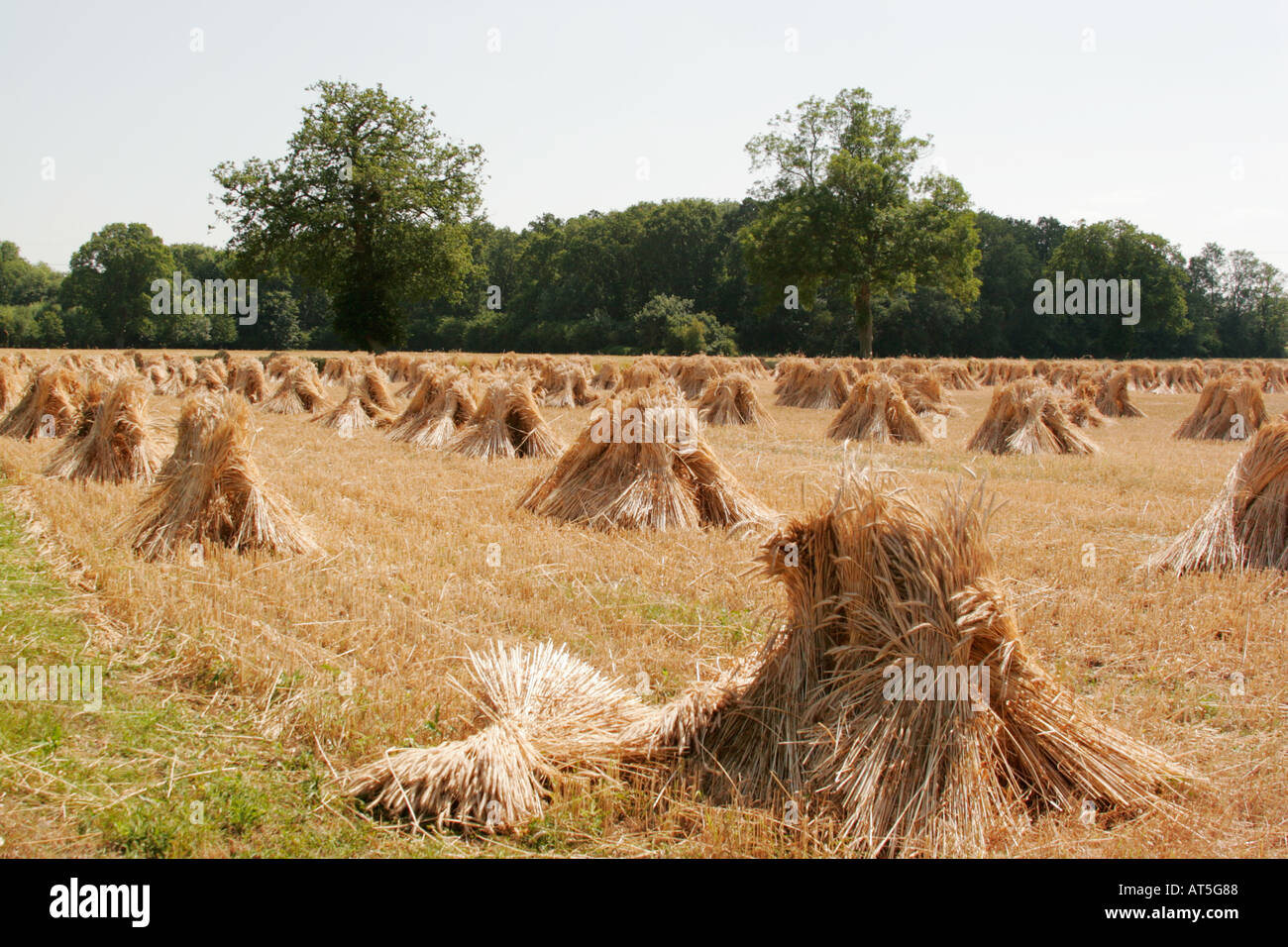Hay stocks hi-res stock photography and images - Alamy