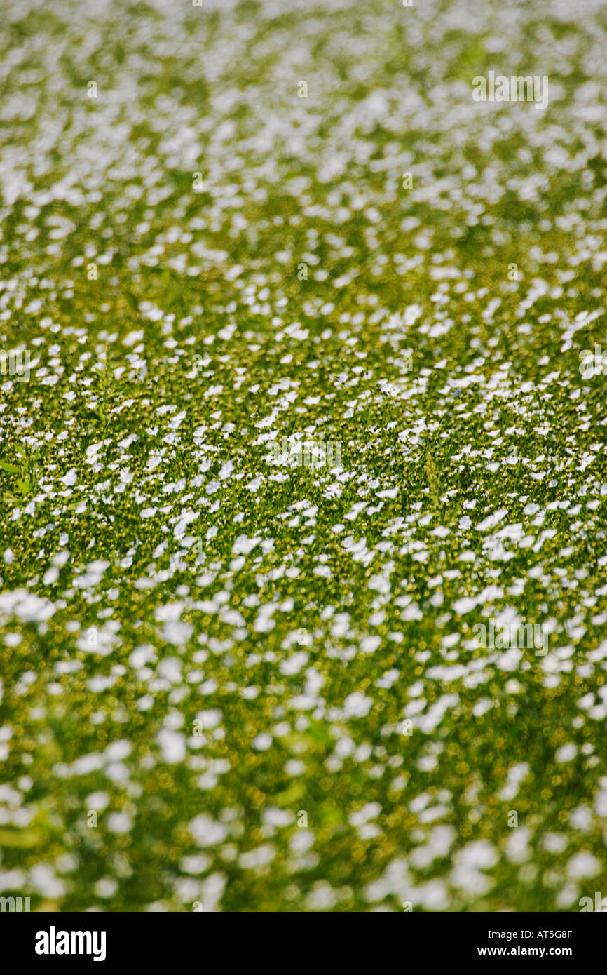 Upavon Wiltshire UK England field of blue flowers flax Stock Photo - Alamy
