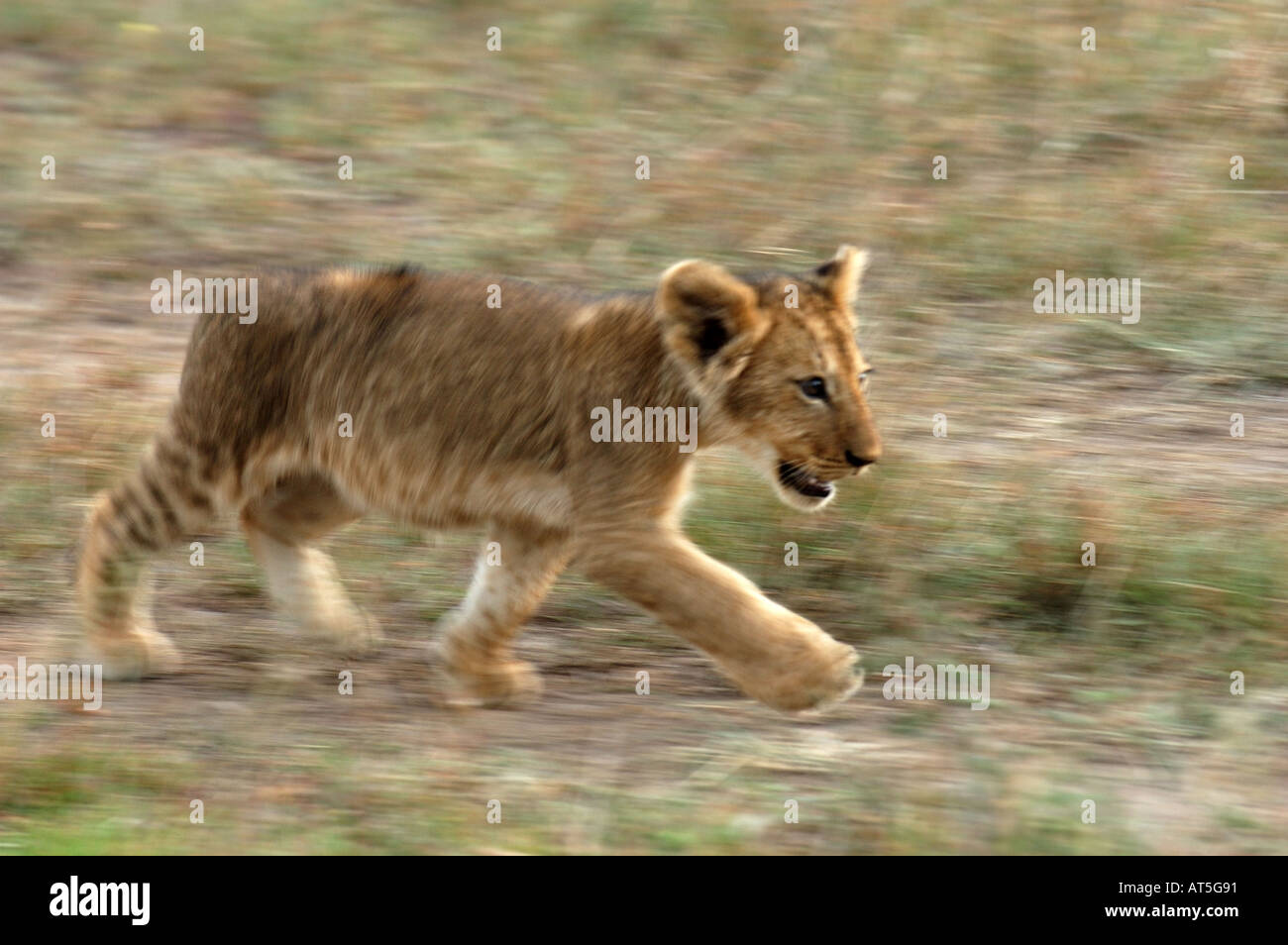 Lion cub running hi-res stock photography and images - Alamy