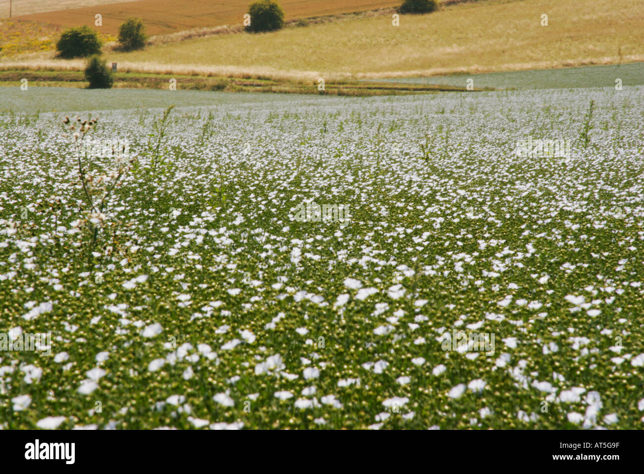 Upavon Wiltshire UK England field of blue flowers flax Stock Photo - Alamy