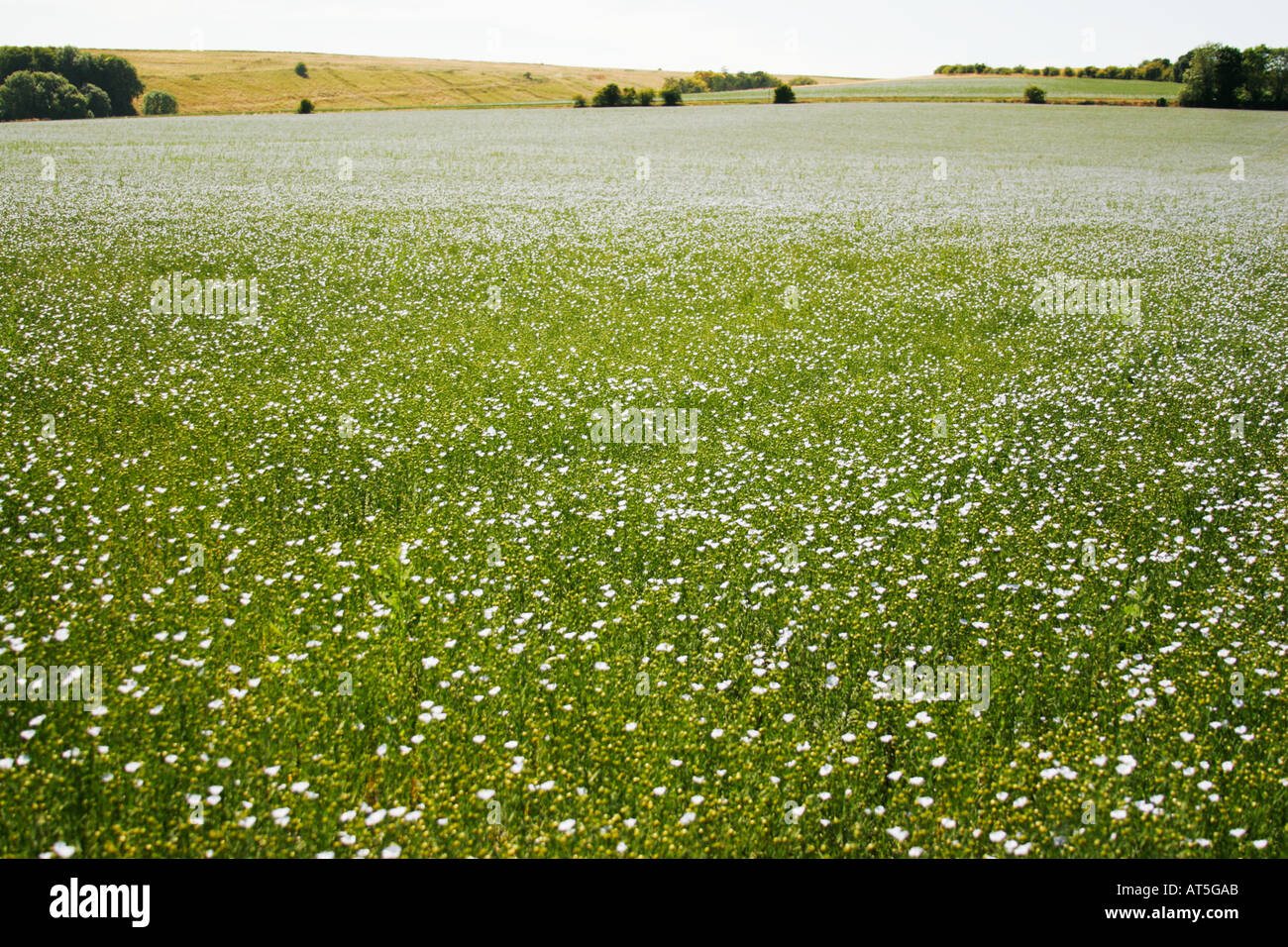 Upavon Wiltshire UK England field of blue flowers flax Stock Photo - Alamy