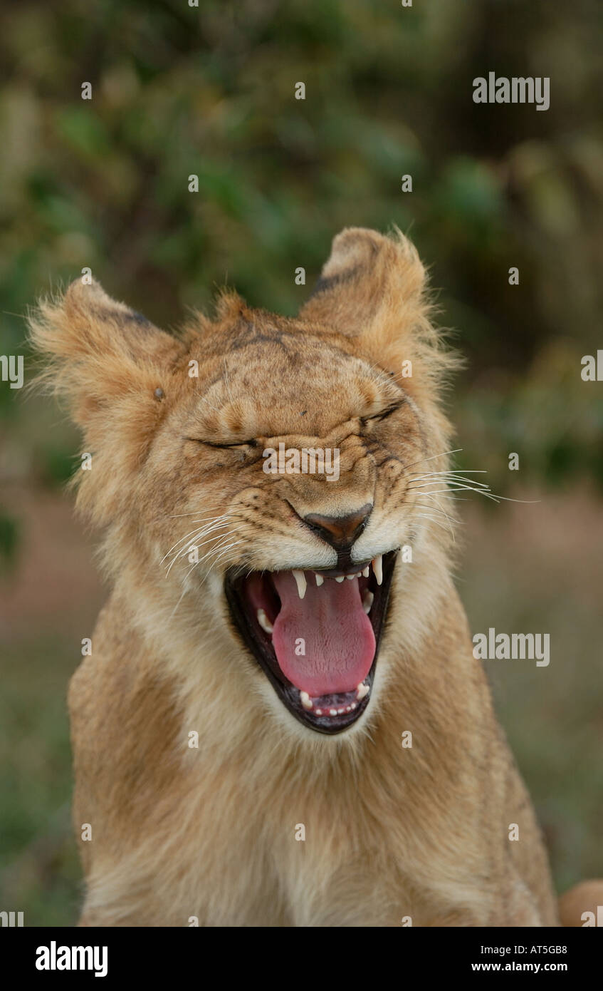 Laughing lion hi-res stock photography and images - Alamy