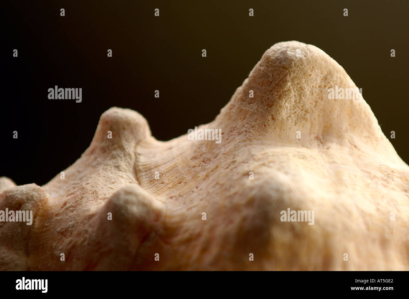 Seashell with light and shadow Stock Photo - Alamy
