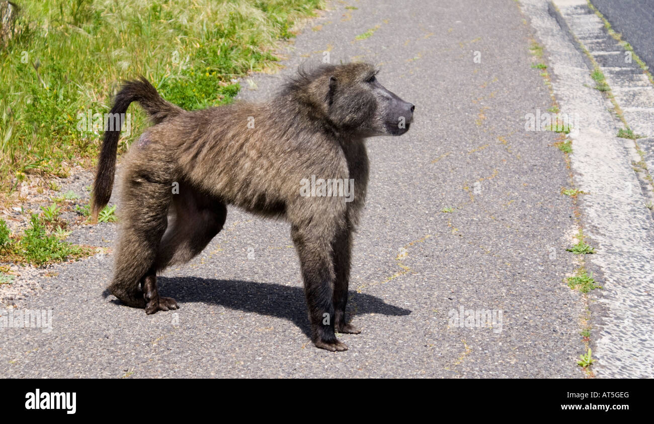 A Large Monkey With A Dog Like Face