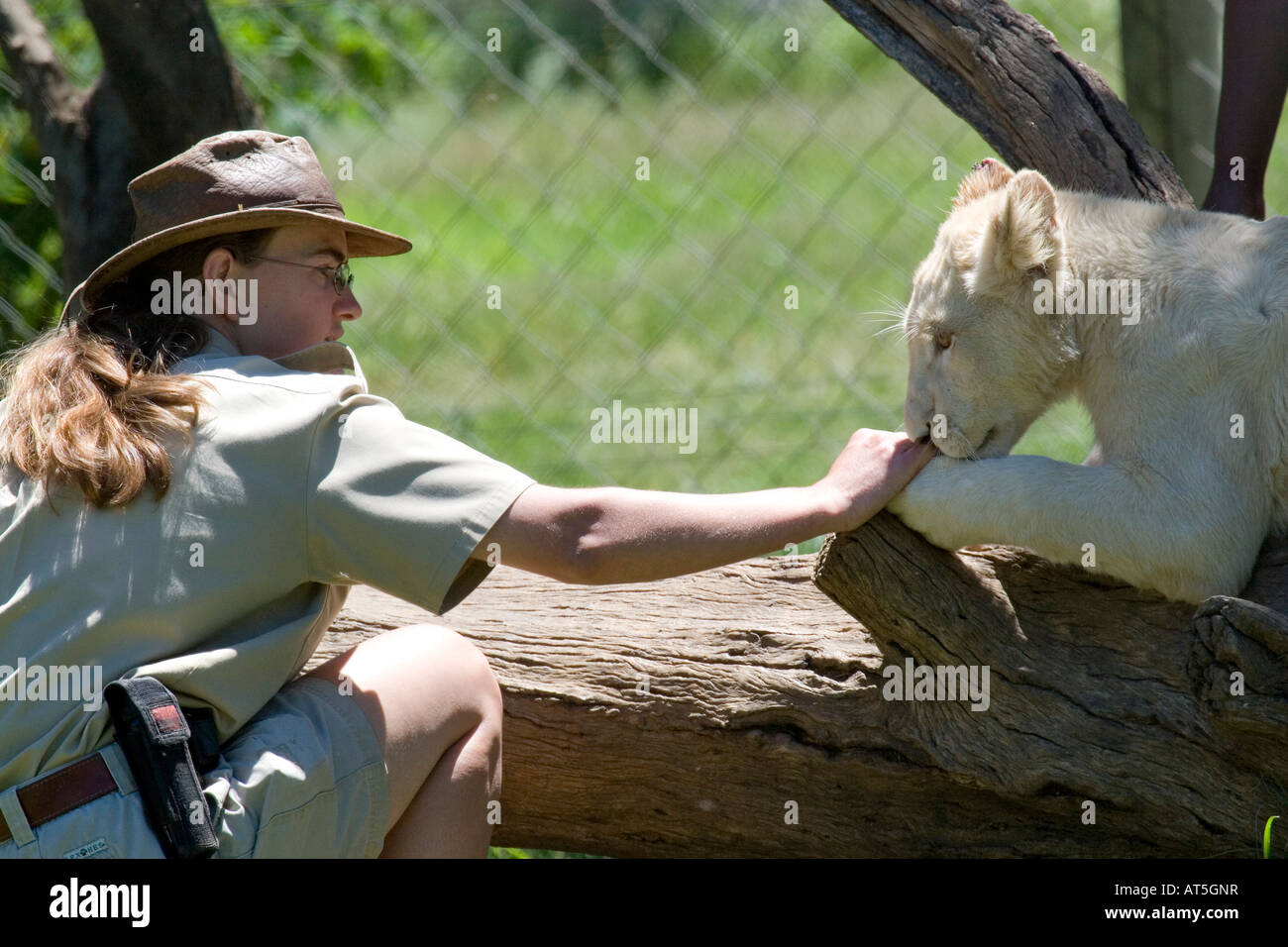 Care taker lion hi-res stock photography and images - Alamy