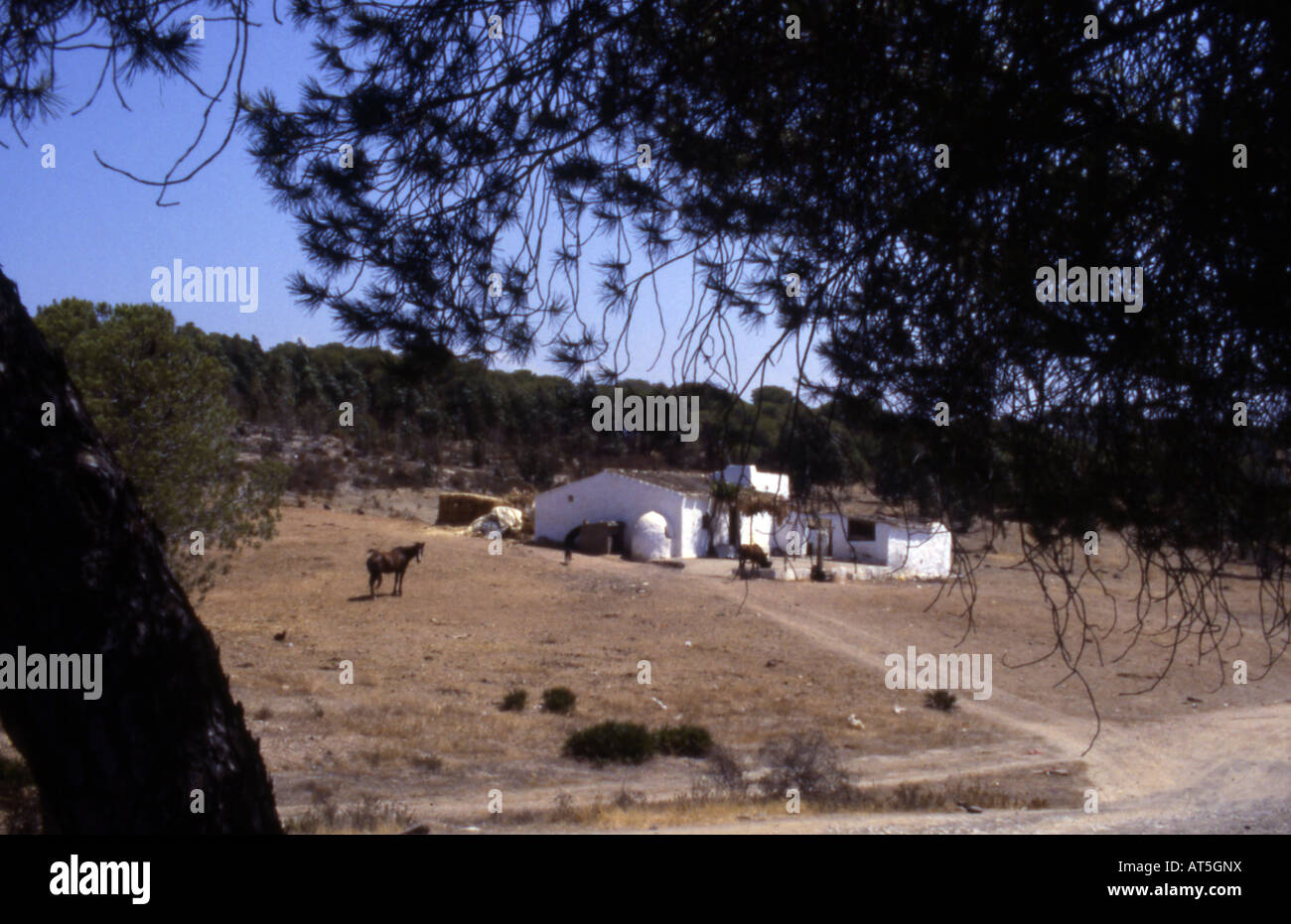 Poor horse hi-res stock photography and images - Alamy